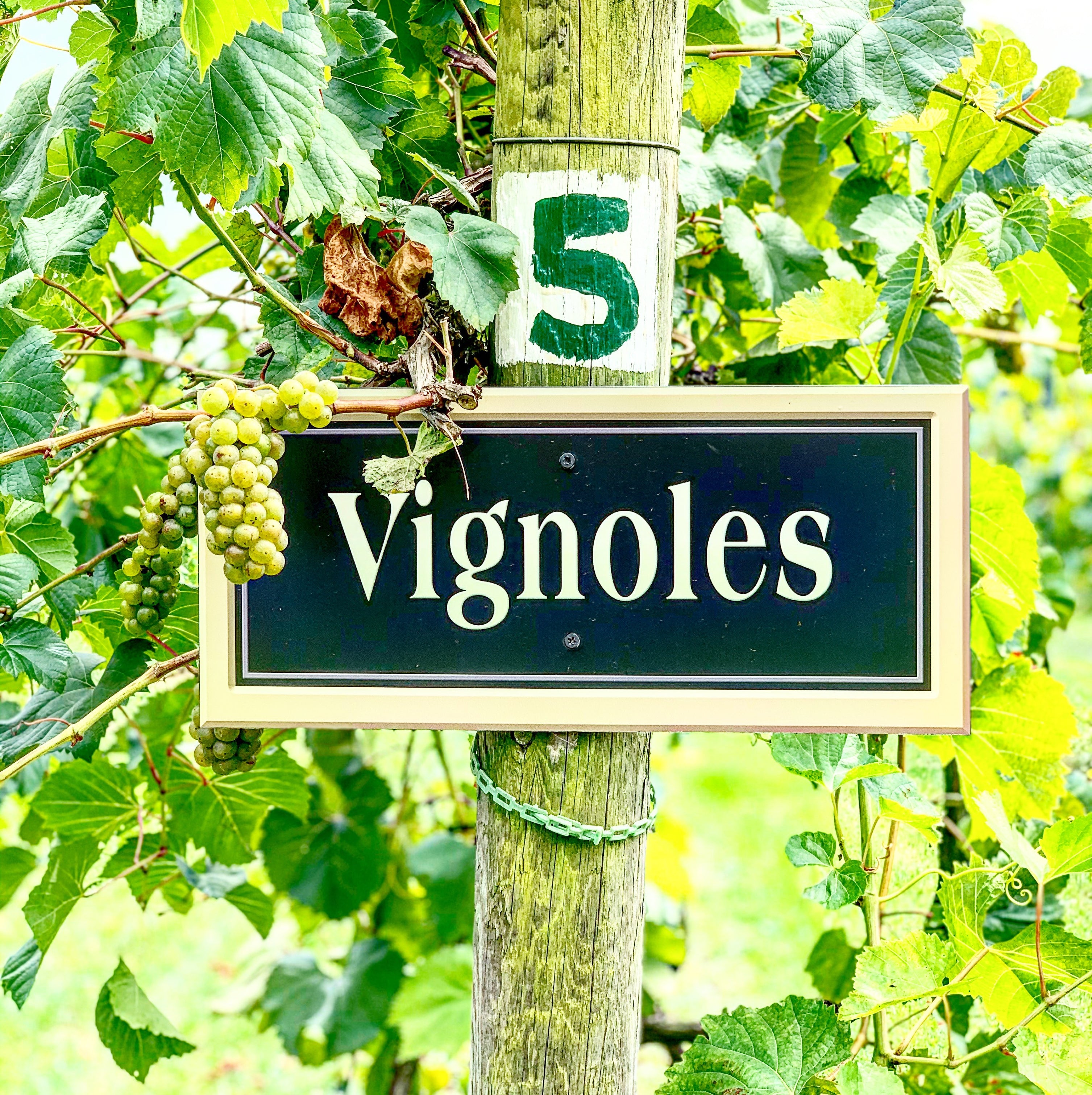 Vignoles a Grape to Help You Find Your Happy Place – WineDestinations