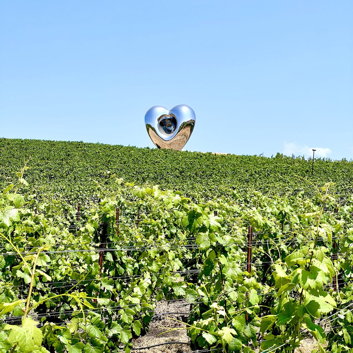 A Tasting Experience at The Donum Estate Is a Work of Art ...